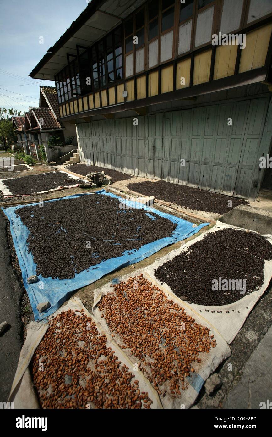 Sumatran coffee cherries are dried in the sun, in a coffee producing ...