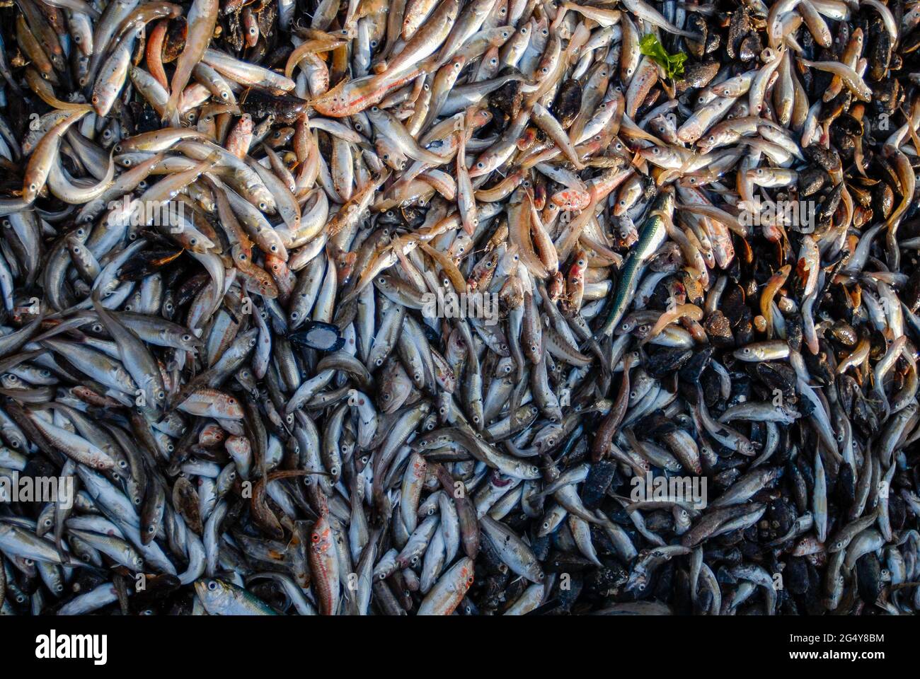 Different kinds of fish together Stock Photo - Alamy