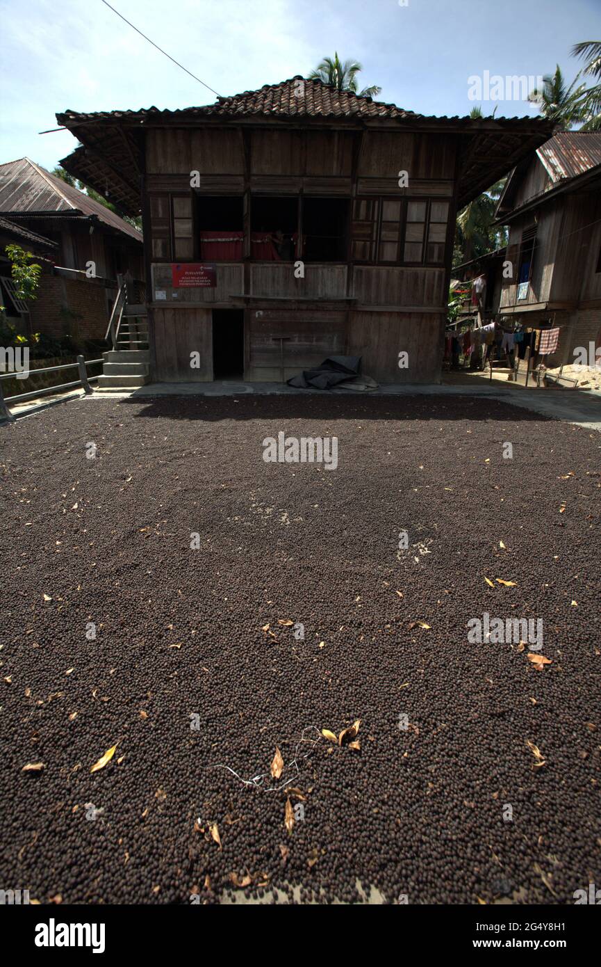 Sumatran coffee production hi-res stock photography and images - Alamy