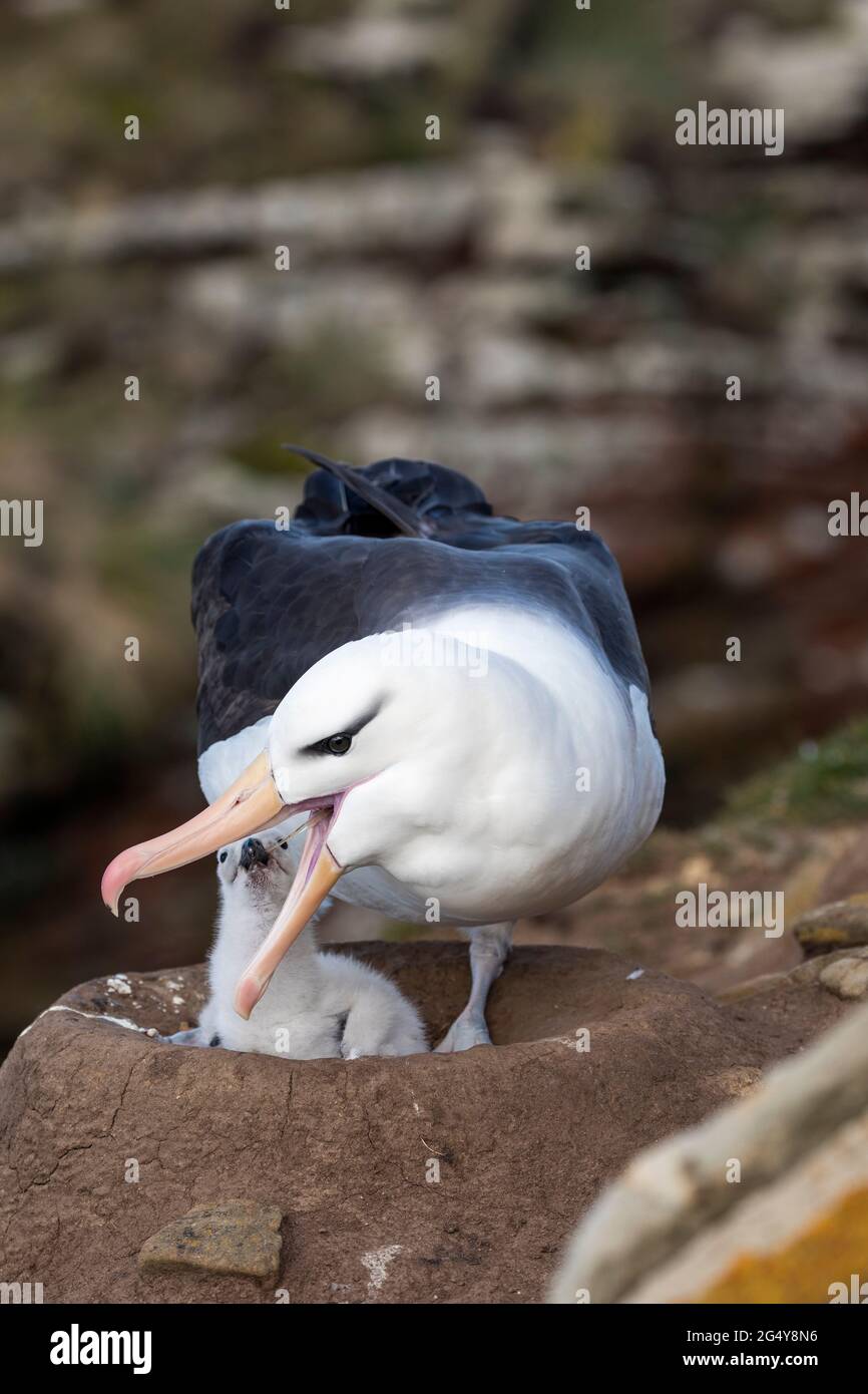 Black Browed Albatross; Thalassarche melanophris; Adult Feeding Chick ...