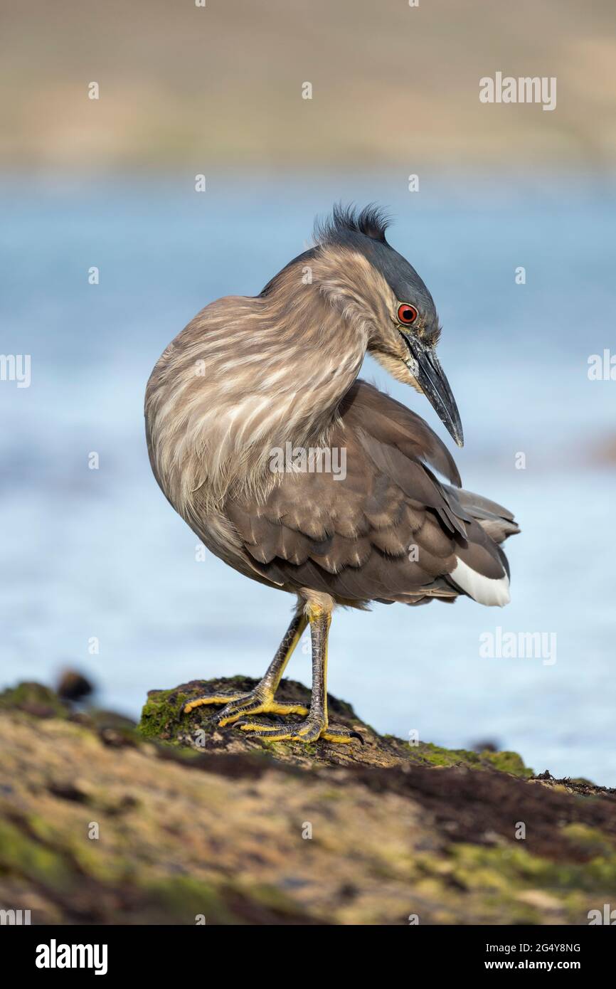 Black Crowned Night Heron; Nycticorax nycticorax; First Summer ...