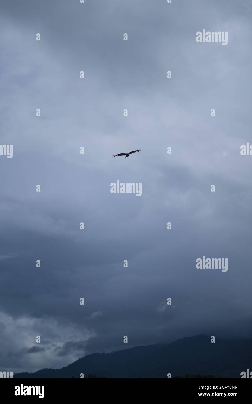 A big predator bird is flying high above clouded mountain Stock Photo ...