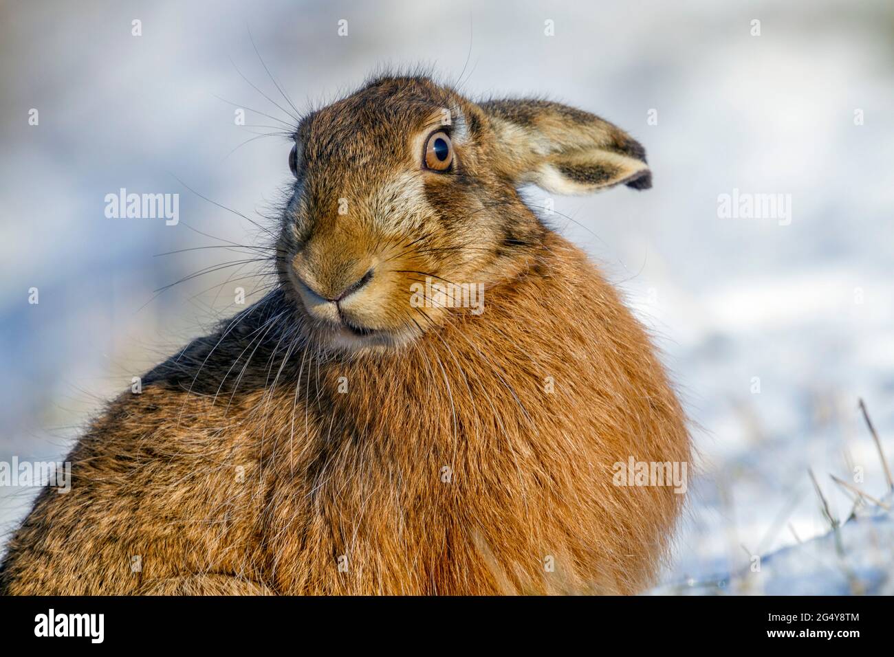 Hare face hi-res stock photography and images - Alamy