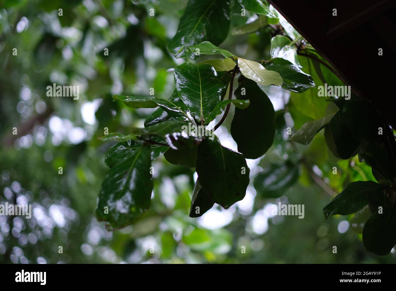 Tropical foliage after heavy morning rain Stock Photo - Alamy