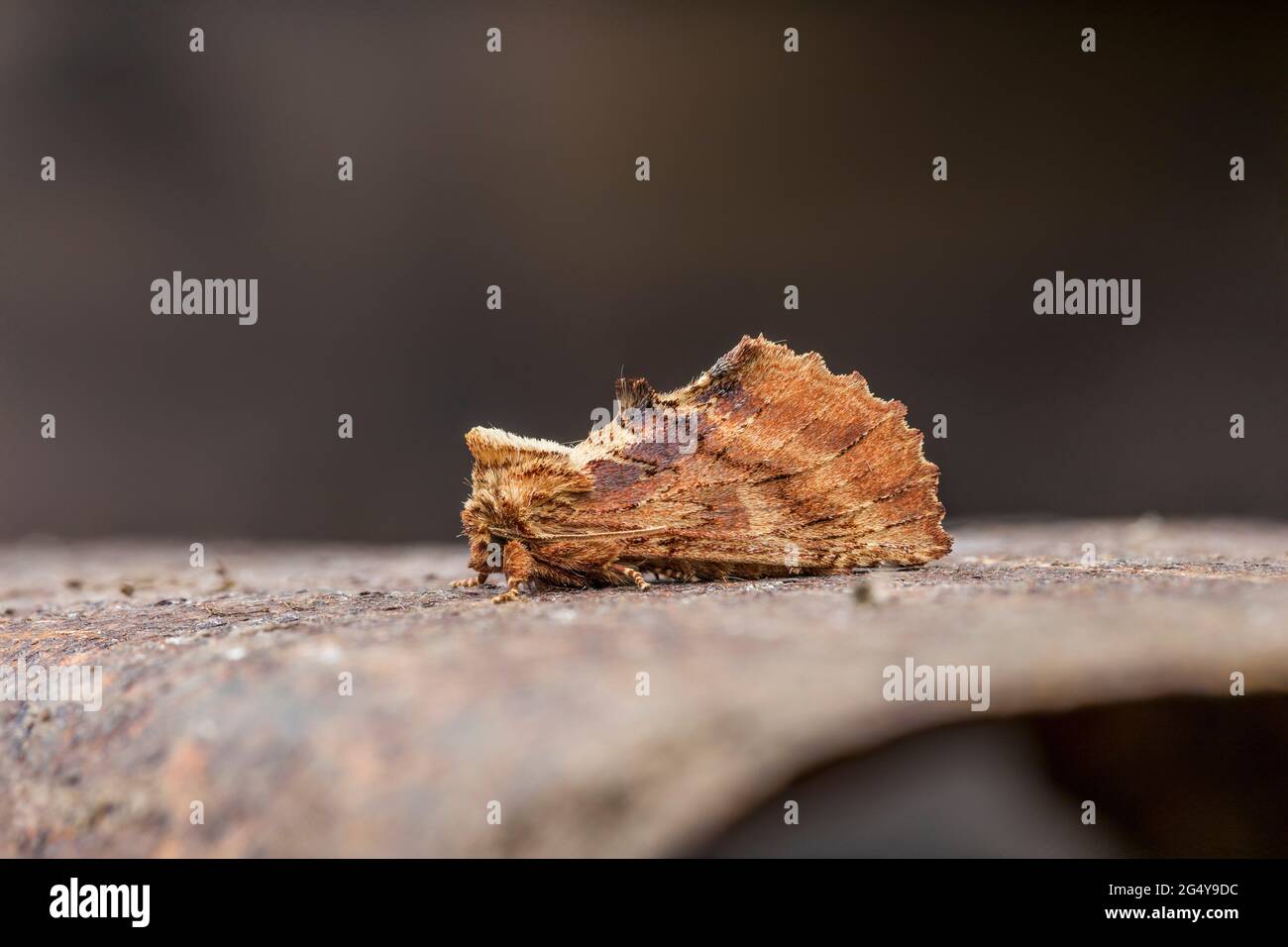 Coxcomb Prominent Moth; Ptilodon capucina; UK Stock Photo - Alamy