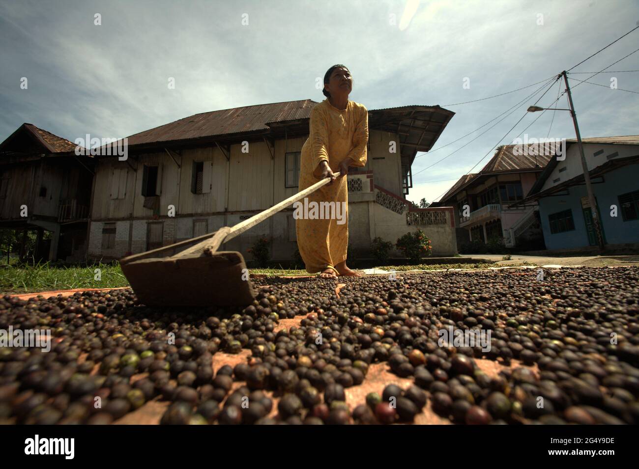 A woman drying coffee cherries in the sun, in a coffee producing ...