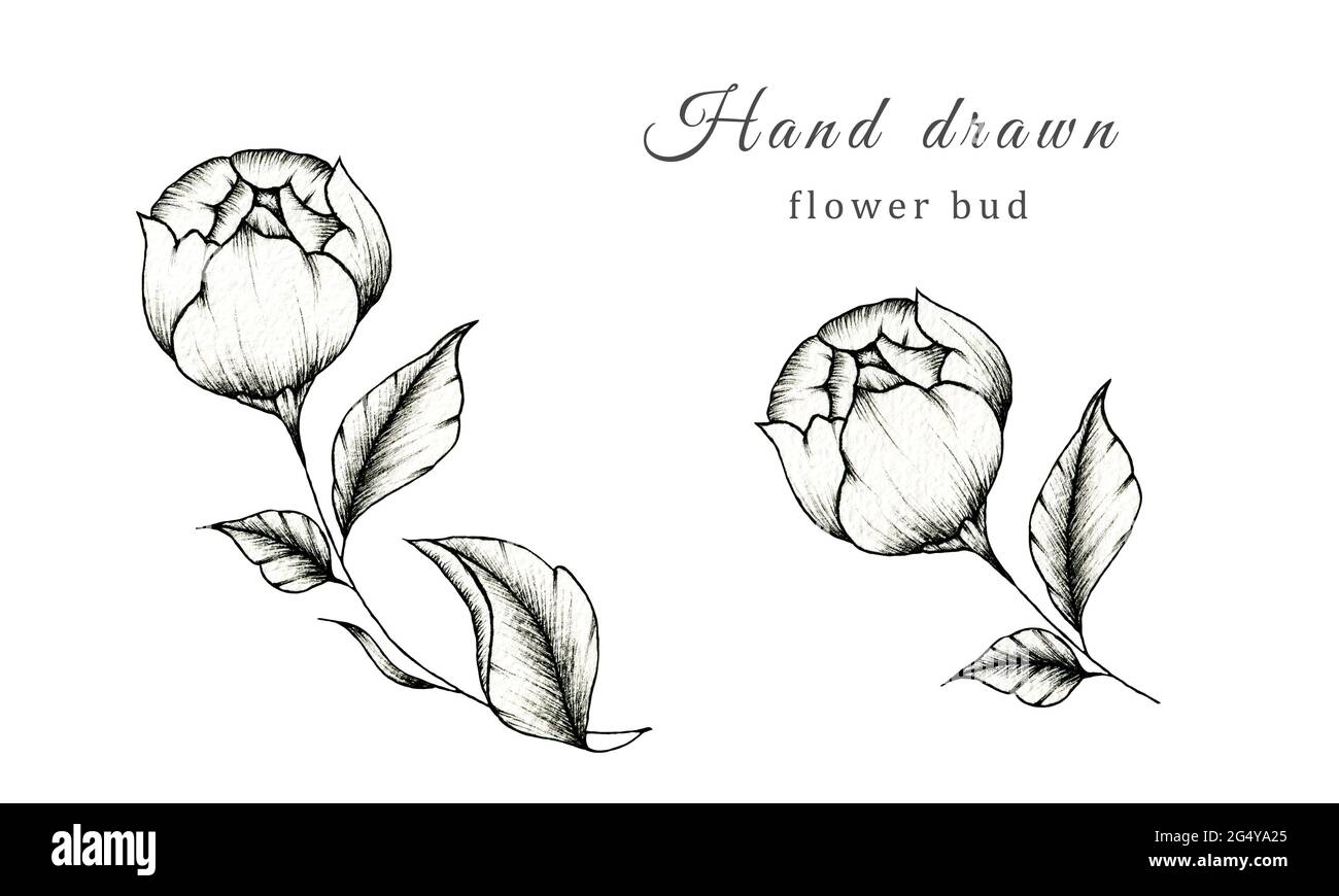 Beautiful black and white flower bud ink drawing isolated on white ...