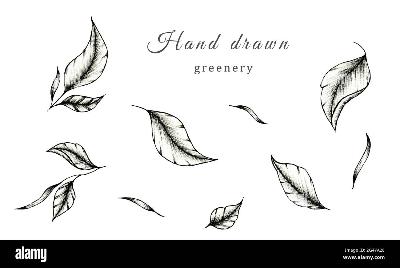 Black fine line greenery drawing collection isolated on white, black ...
