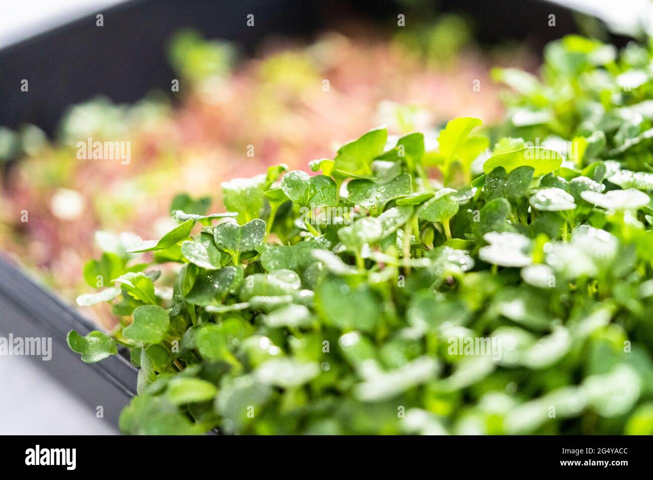 Harvesting radish microgreens from a large plastic tray Stock Photo - Alamy