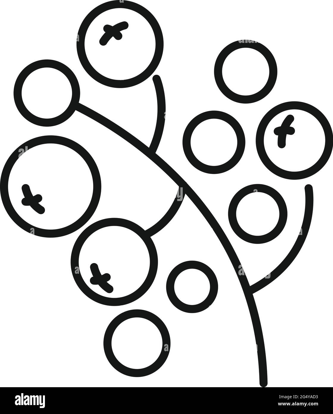 Rowan tree branch isolated Black and White Stock Photos & Images - Alamy