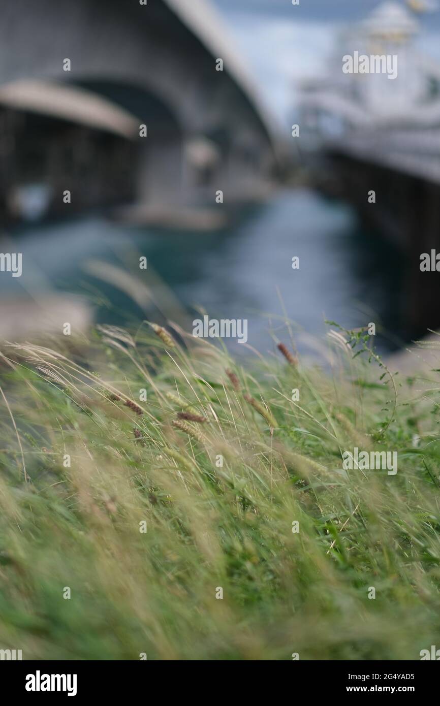 Wild crops in front of big bridge and water Stock Photo - Alamy