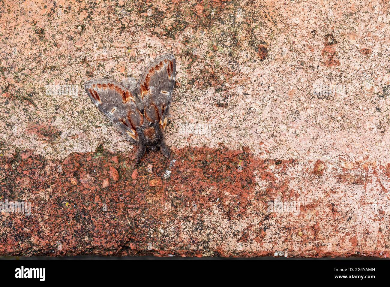 Iron Prominent Moth; Notodonta dromedarius; on Rock; UK Stock Photo - Alamy