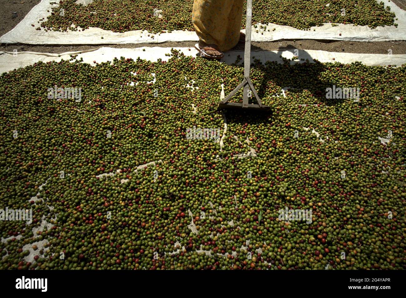 A woman drying coffee cherries in the sun, in a coffee producing ...
