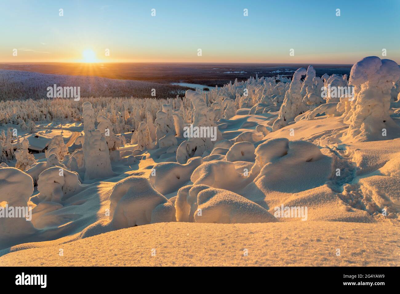 Iso Syote; Trees in Winter; Finland Stock Photo - Alamy