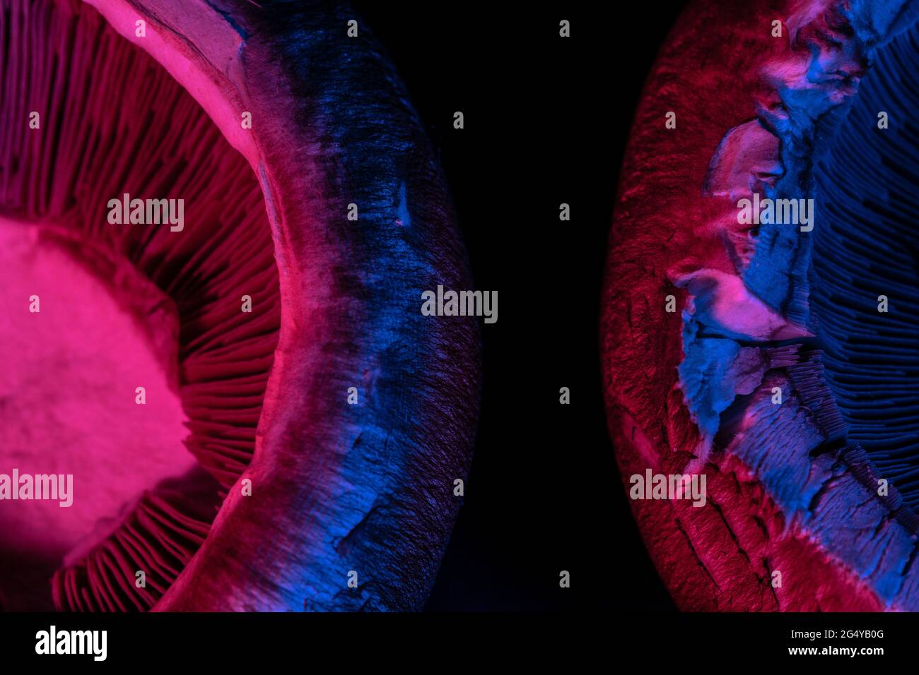 Macro shot of the inside of the mushroom caps under colorful LED lights ...