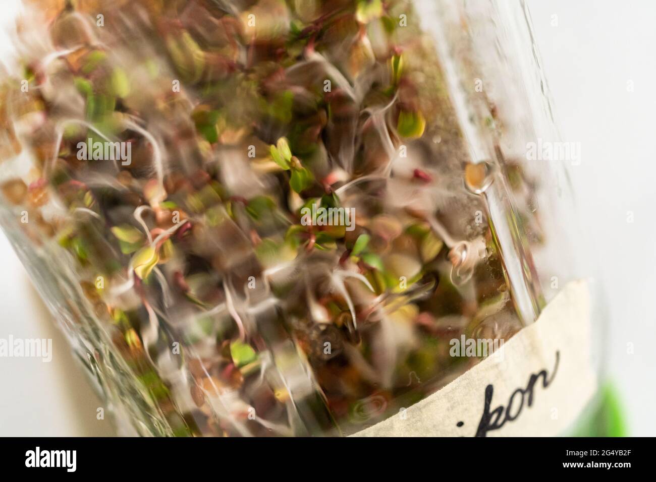 Day 6. Growing organic sprouts in a mason jar with sprouting lid on the ...