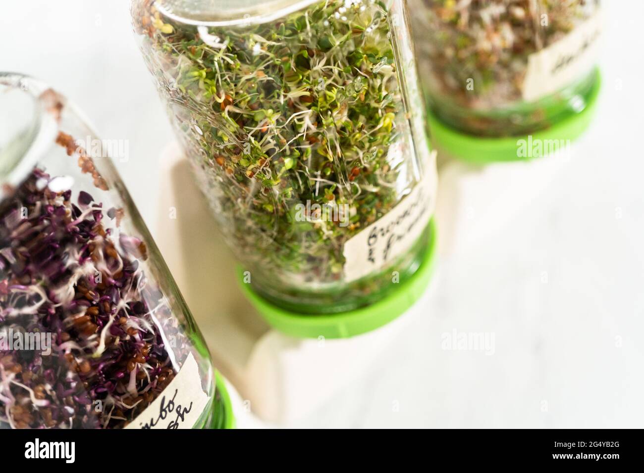 Day 6. Growing organic sprouts in a mason jar with sprouting lid on the ...