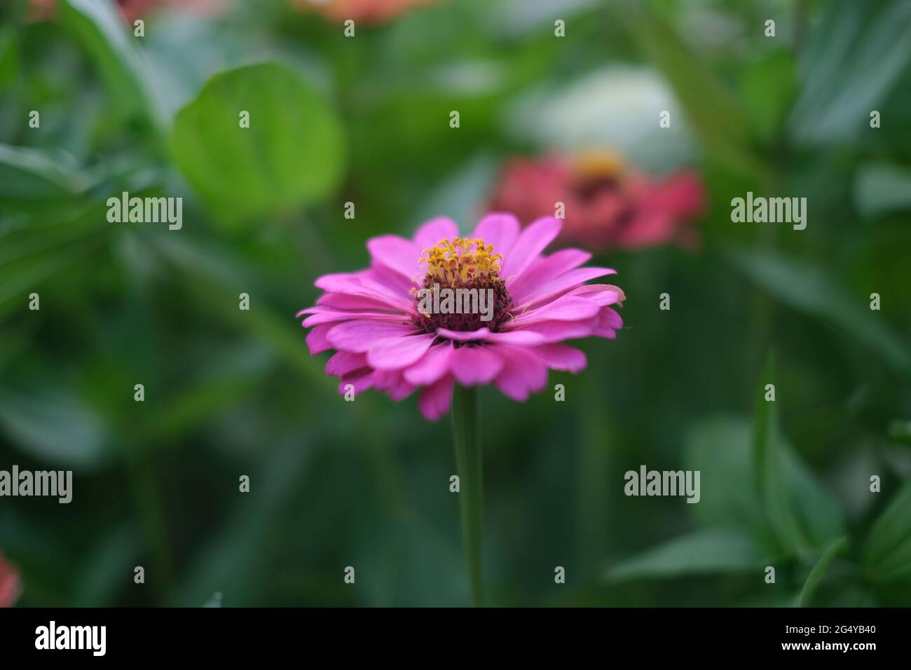 A small pink flower with yellow pestle is stretching out to the sun ...