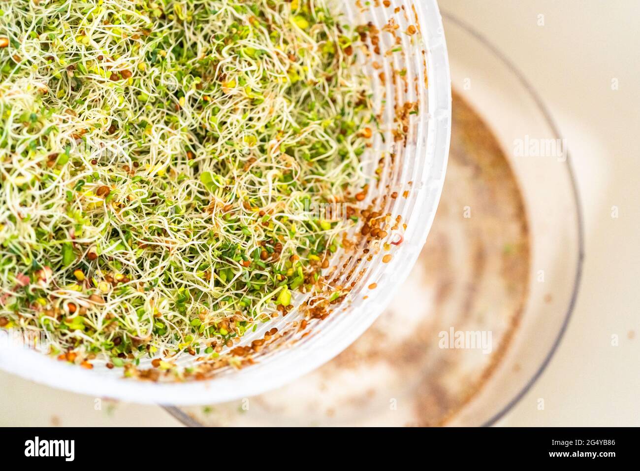 Day 6. Washing freshly harvested organic sprouts that were grown in a ...