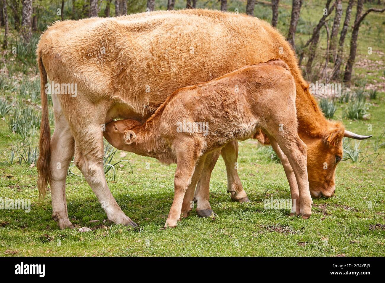 Unweaned calf suckling from his mother. Bovine cattle. Nursling Stock ...