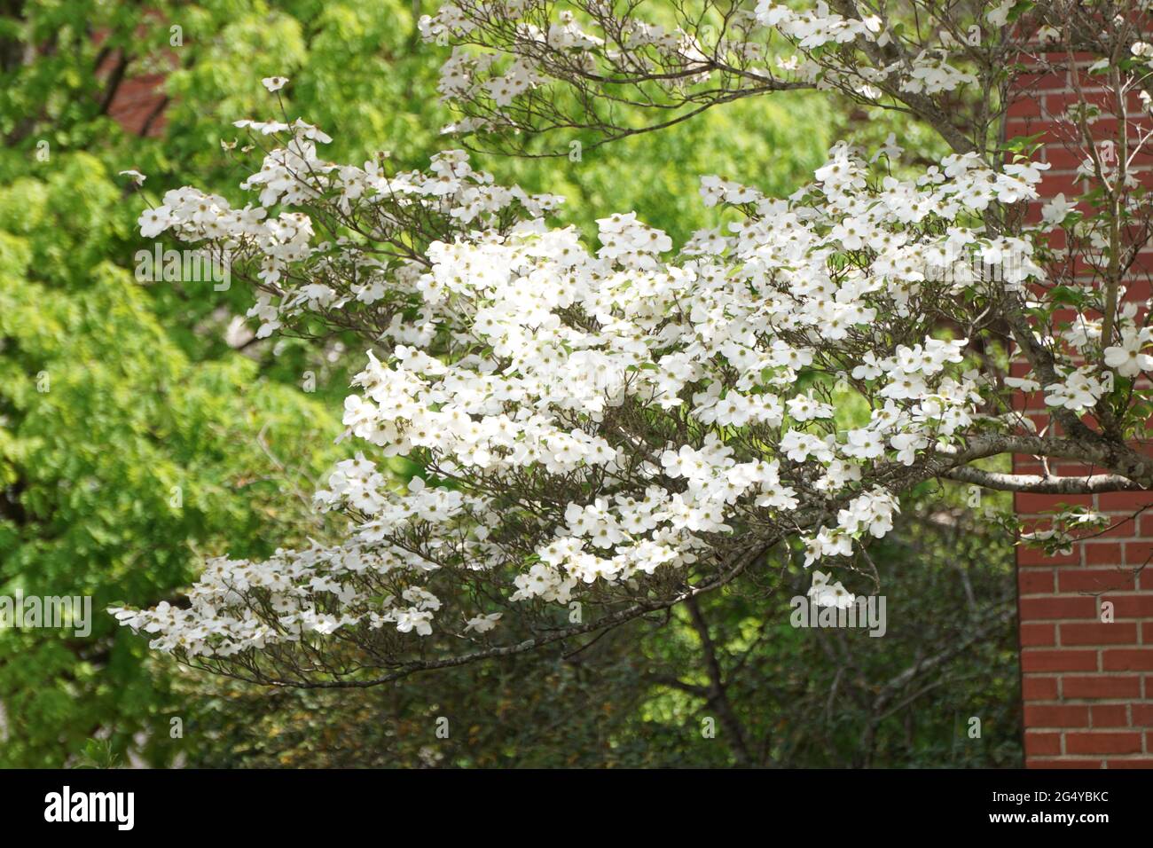 Pacific dogwood tree in a forest Stock Photo - Alamy
