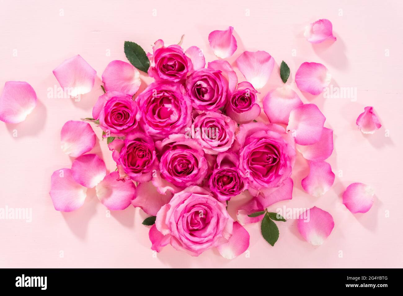 Flat lay. Pink roses and rose petals on a pink background Stock Photo ...