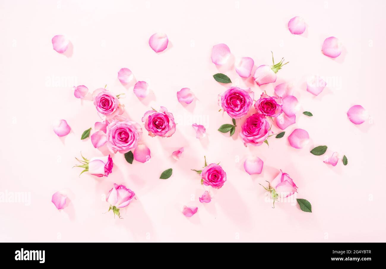 Flat lay. Pink roses and rose petals on a pink background Stock Photo ...