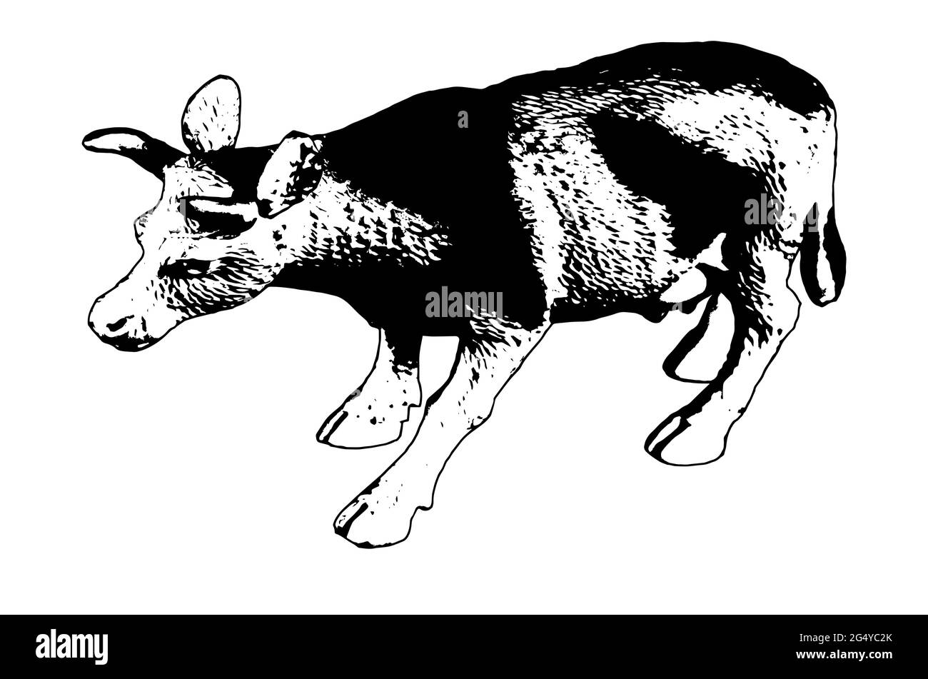 Black and white cow on white background. Monochrome portrait of a ...