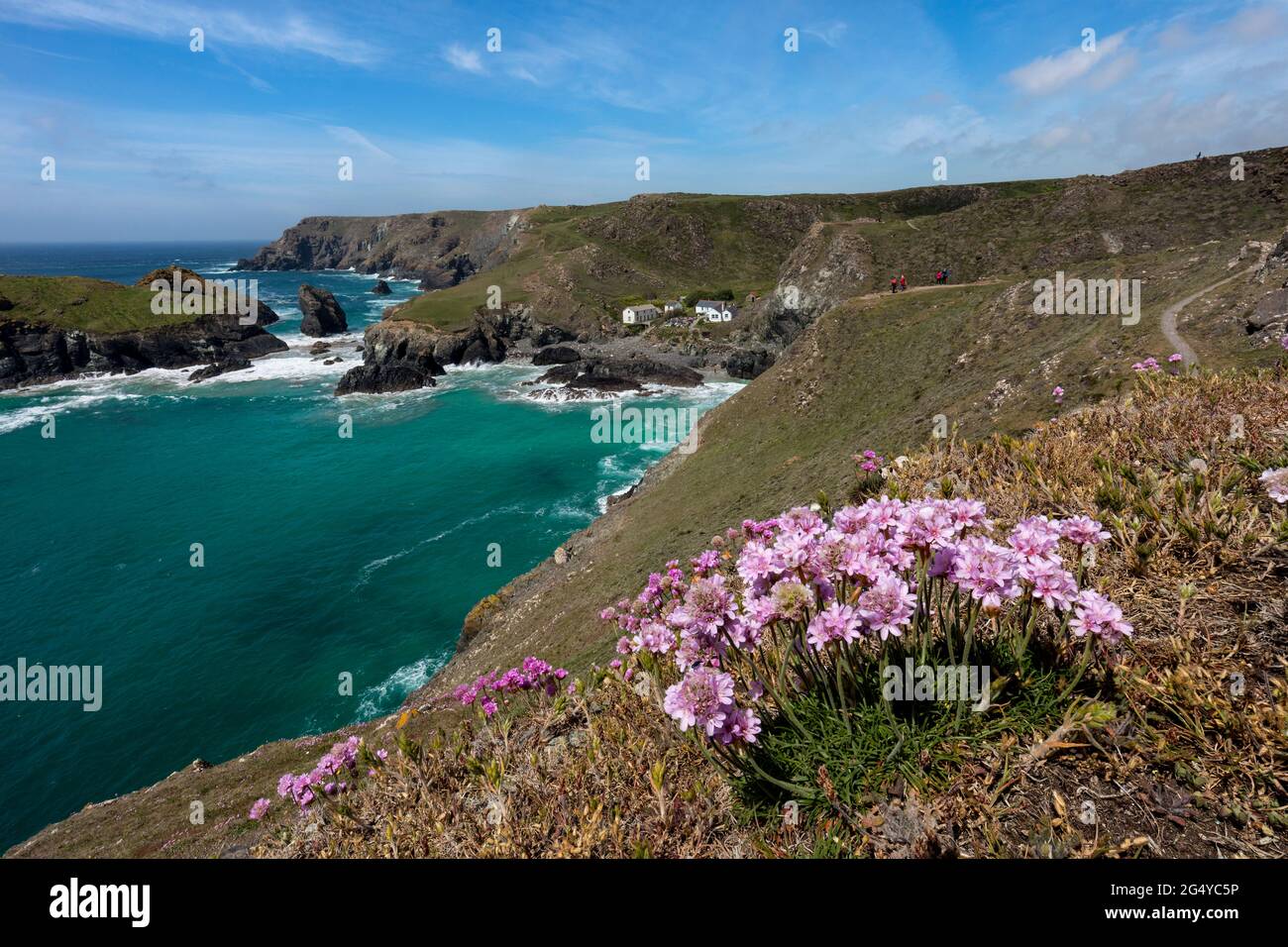 Kynance; Spring Flowers; Cornwall; UK Stock Photo - Alamy