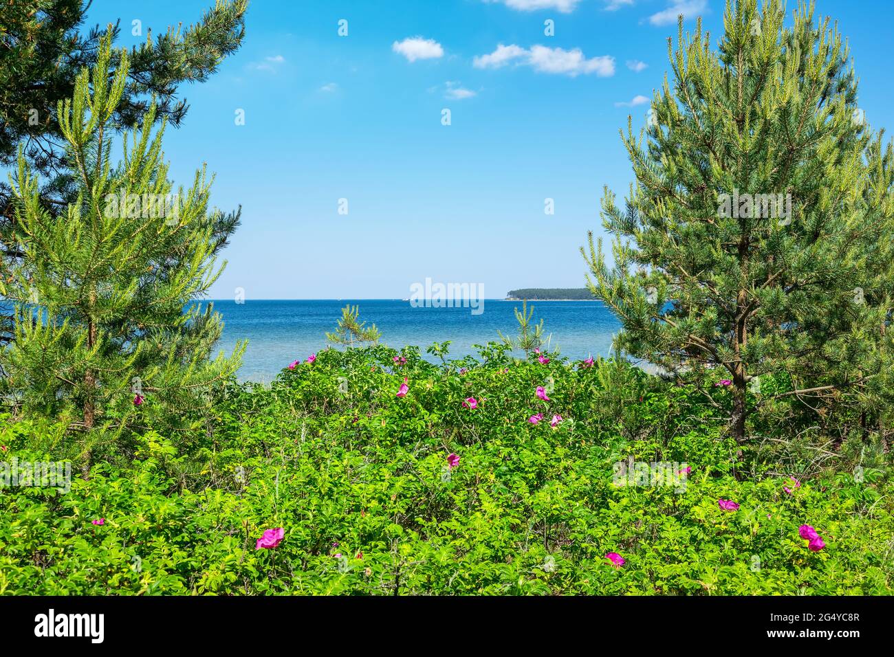 Baltic nature hi-res stock photography and images - Alamy