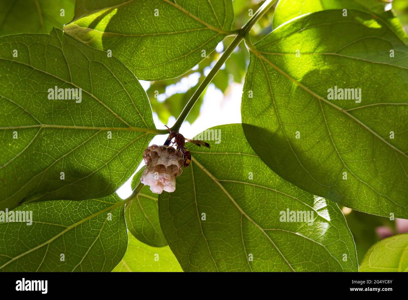 Closeup of small paper wasp with a bumble bee hanging on a tree branch ...