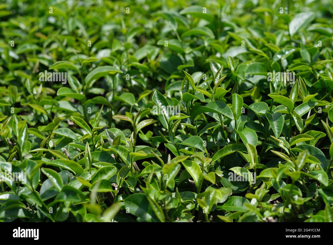 A field of tea crop at highlands of northern region of Thailand Stock ...