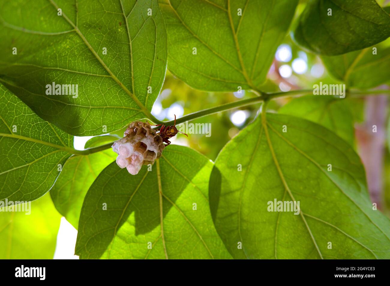 Closeup of small paper wasp with a bumble bee hanging on a tree branch ...