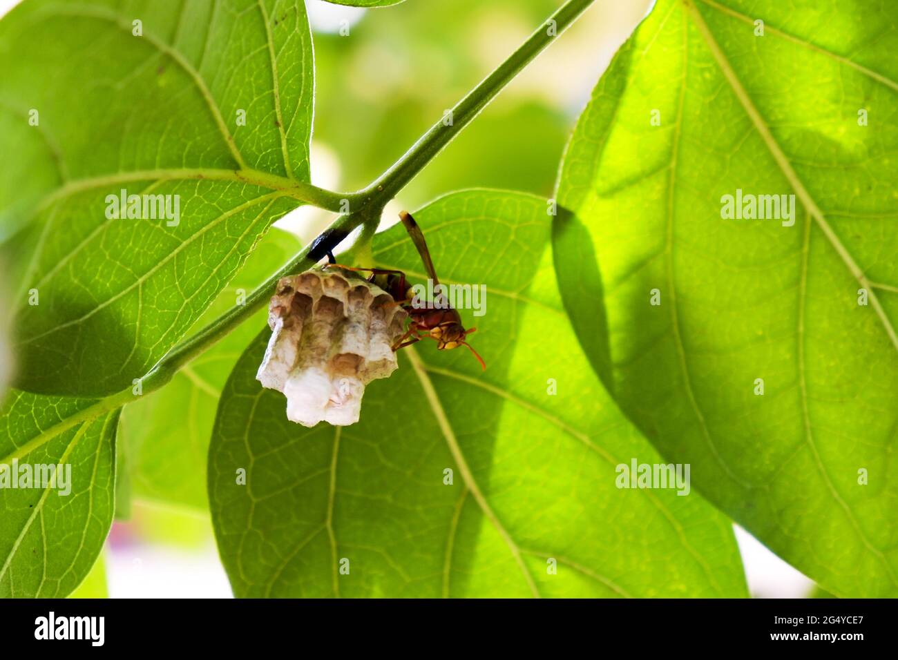 Closeup of small paper wasp with a bumble bee hanging on a tree branch ...