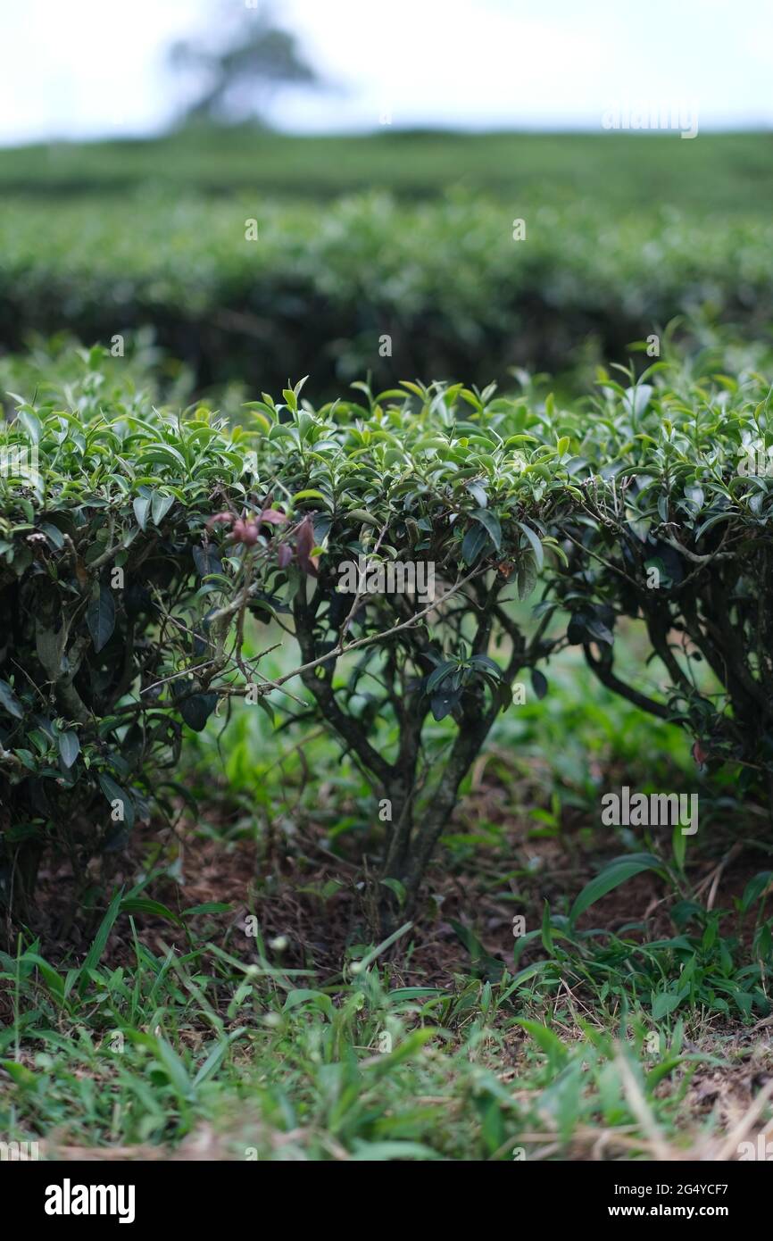 Highland climate hi-res stock photography and images - Alamy