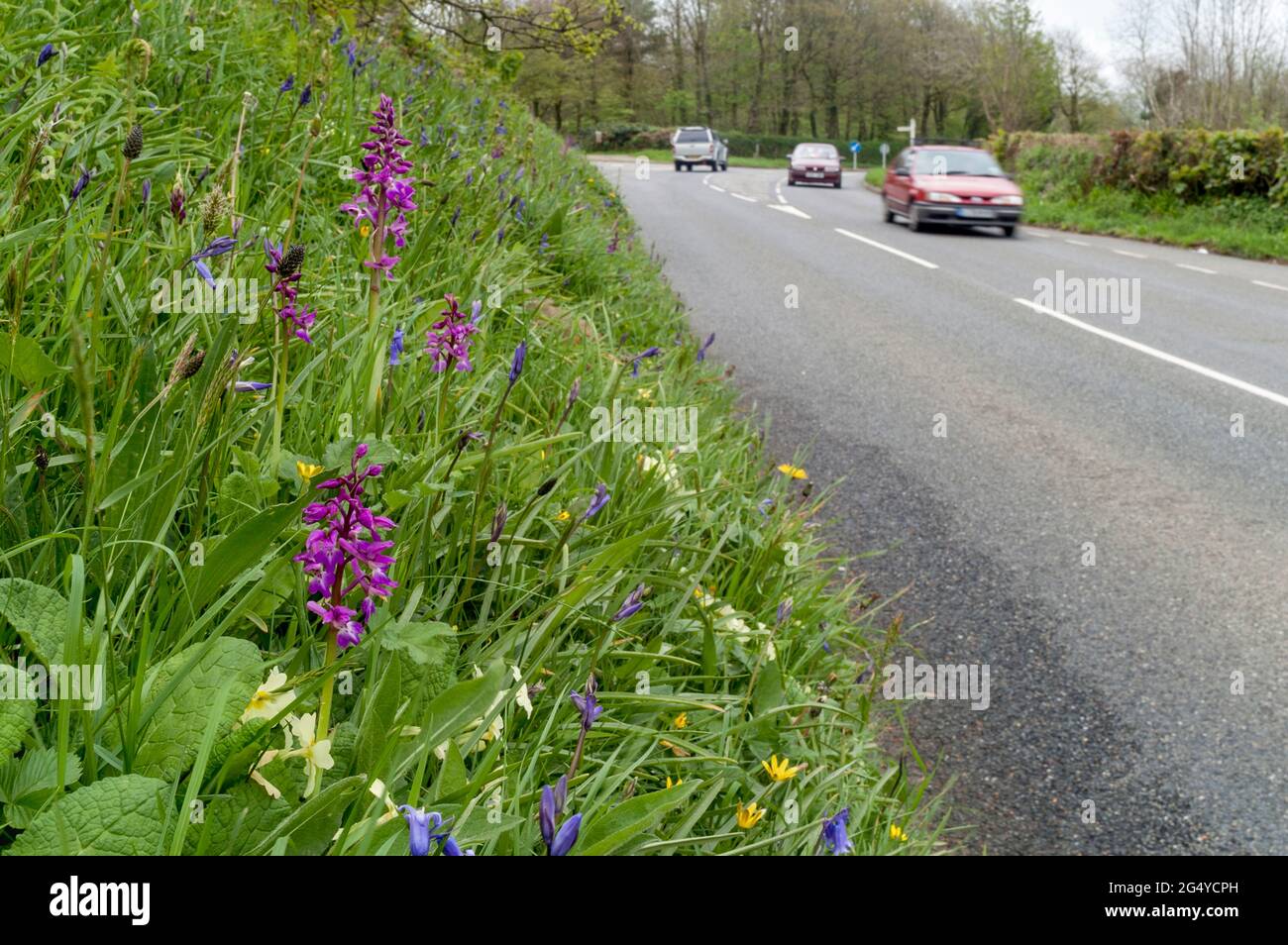 Roadside Verge; Bodmin; Cornwall; UK Stock Photo - Alamy