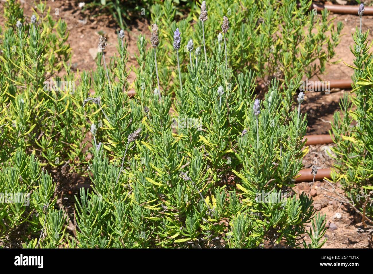 Fringed lavender - French lavender, Lavandula dentata, Lavandula ...