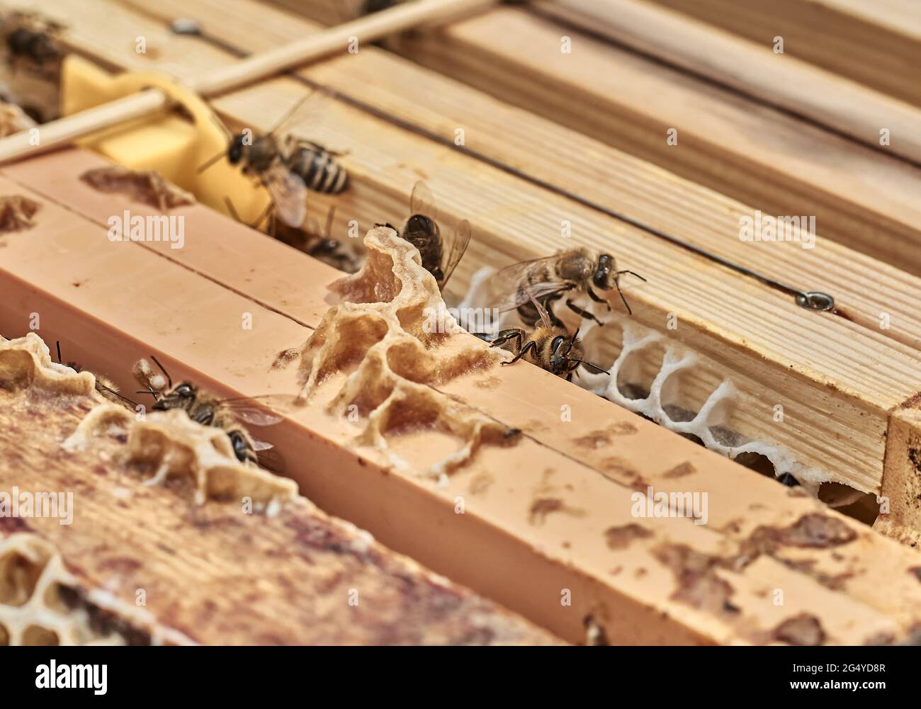 Beehive periodic inspection inside the hive, wooden frame coverd by wax ...