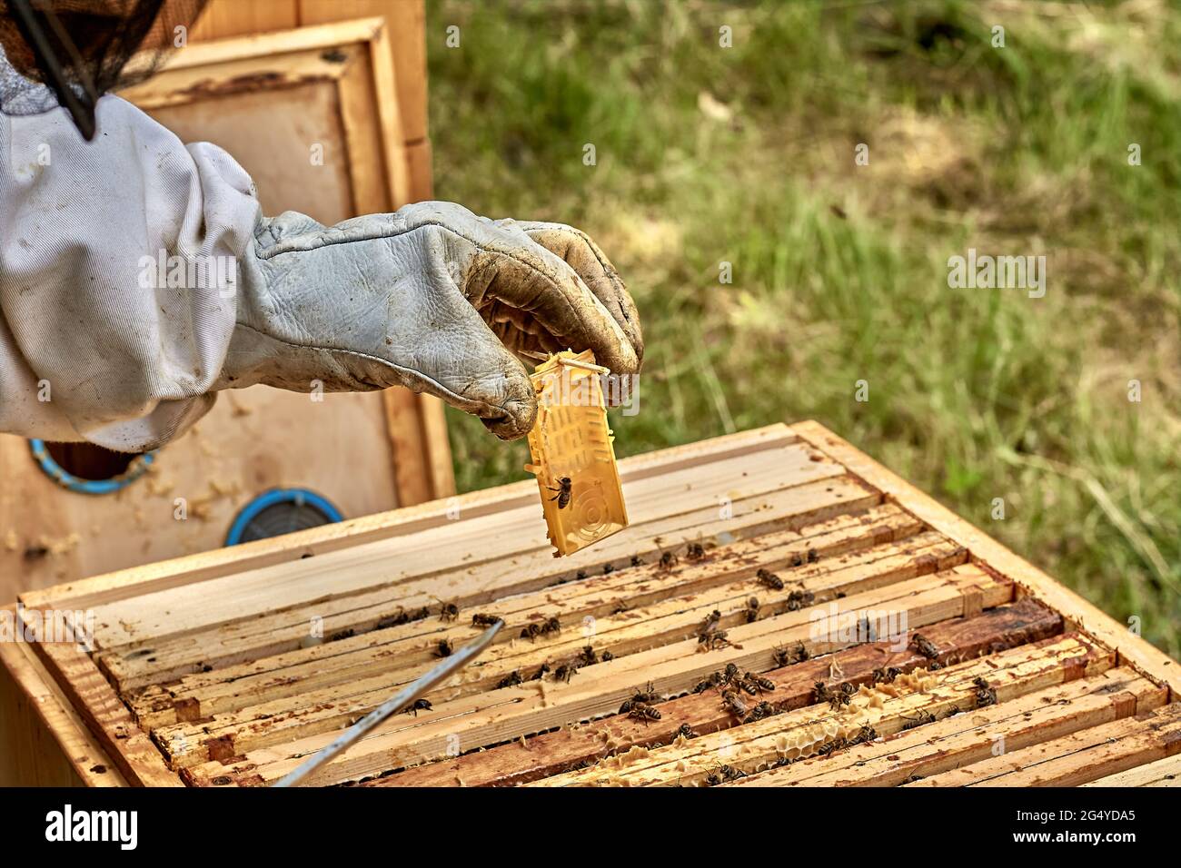 Inside bee hive hi-res stock photography and images - Alamy