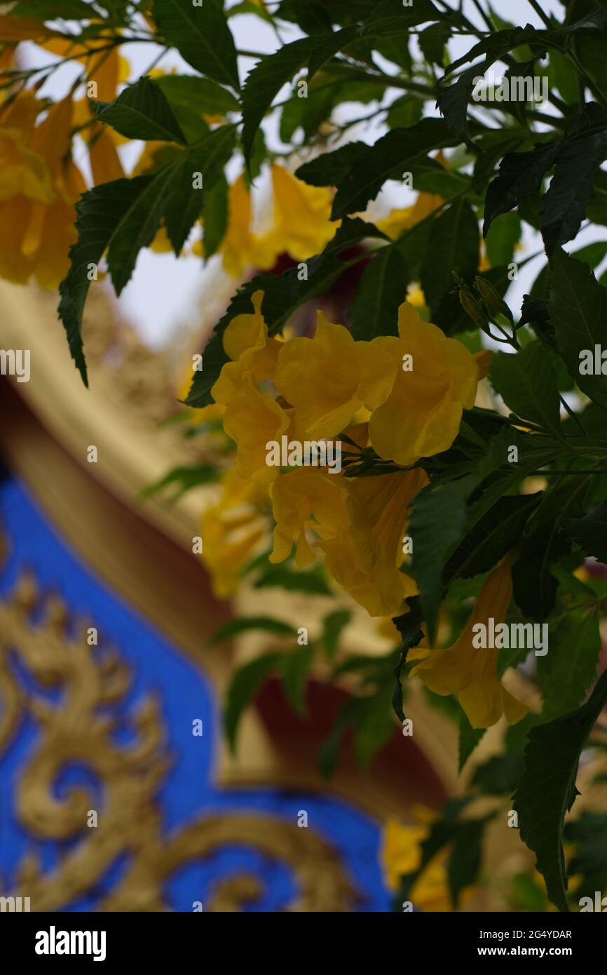 Large tropical yellow flowers are blooming in front of Buddhists temple ...