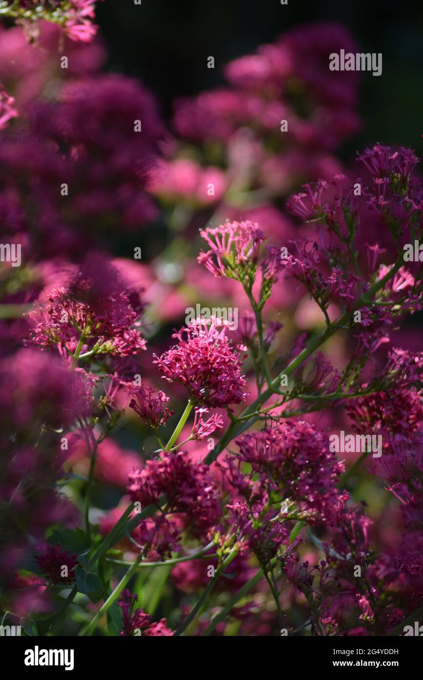 Sun dappled flowers backdrop hi-res stock photography and images - Alamy
