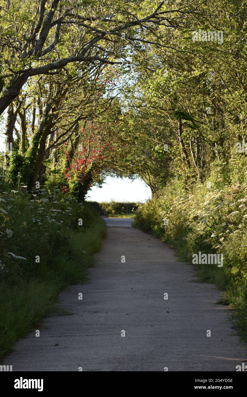 Trees in rural country lane hi-res stock photography and images - Alamy