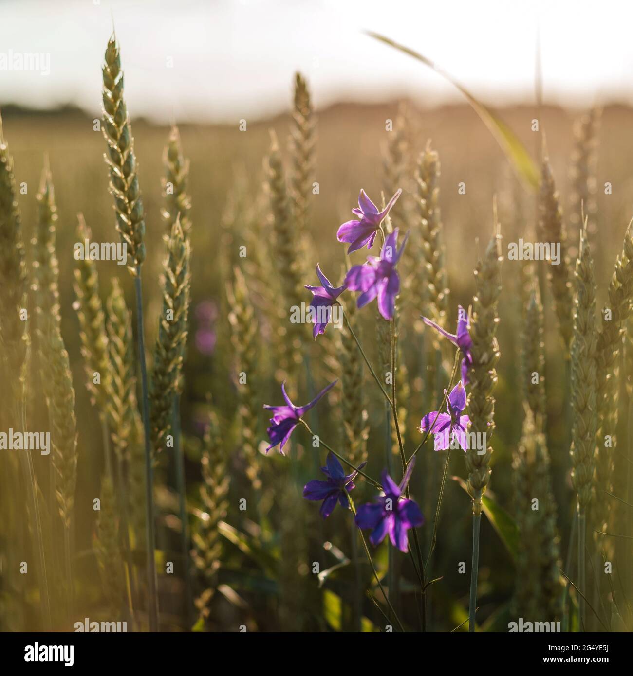Wheat spikes and purple wild flowers in the wheat field at sunset ...