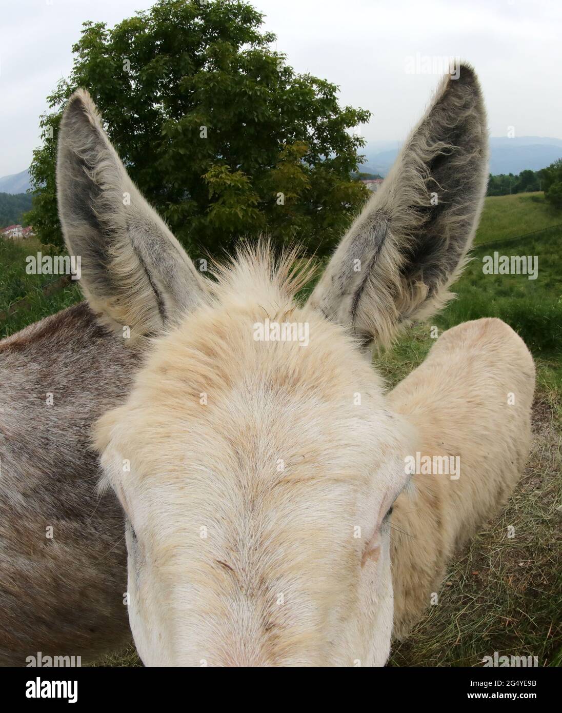 detail of the two big donkey ears above the mammal s head Stock Photo ...