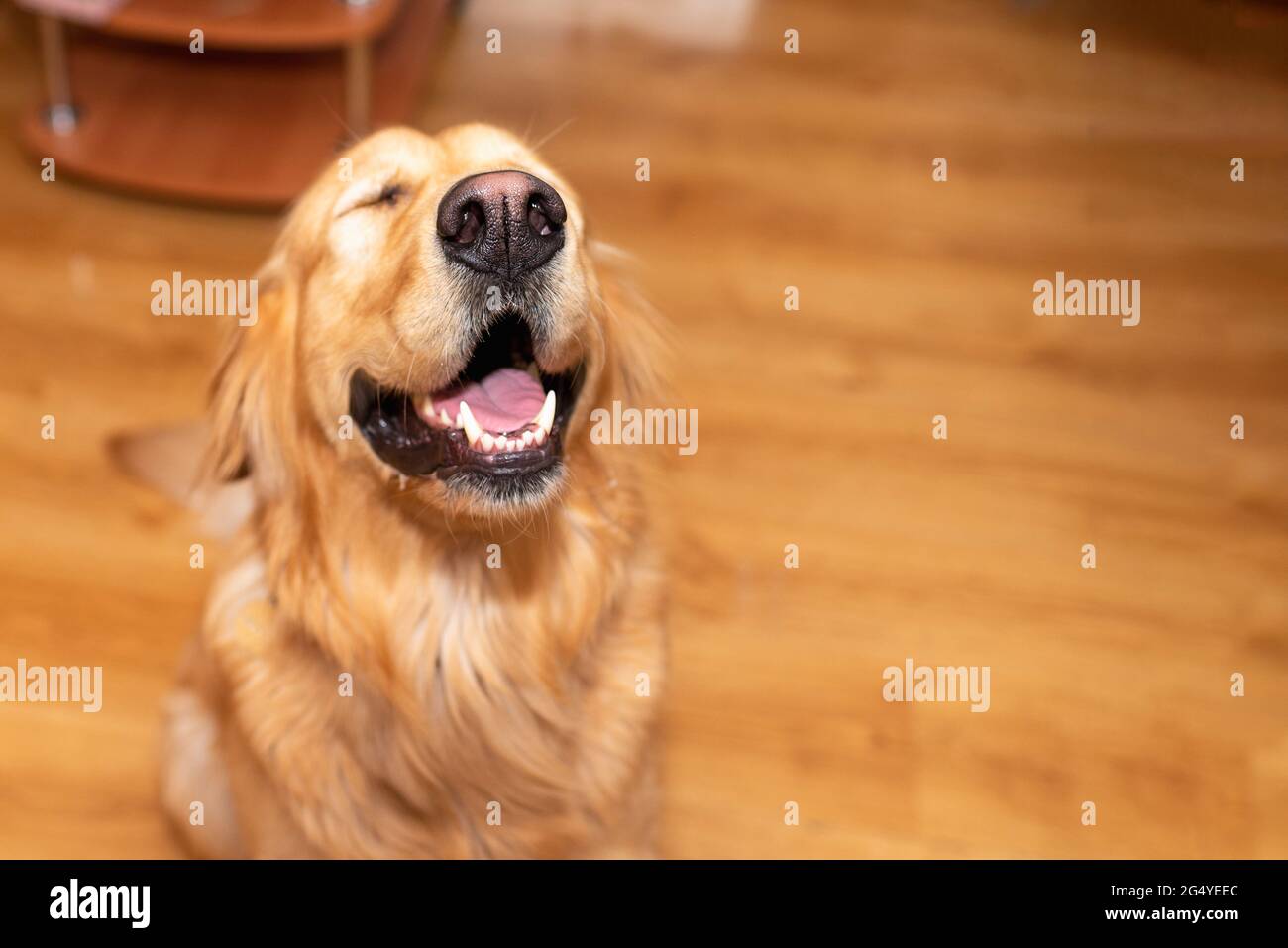Funny dog Labrador retriever laughs with closed eyes and open mouth at ...