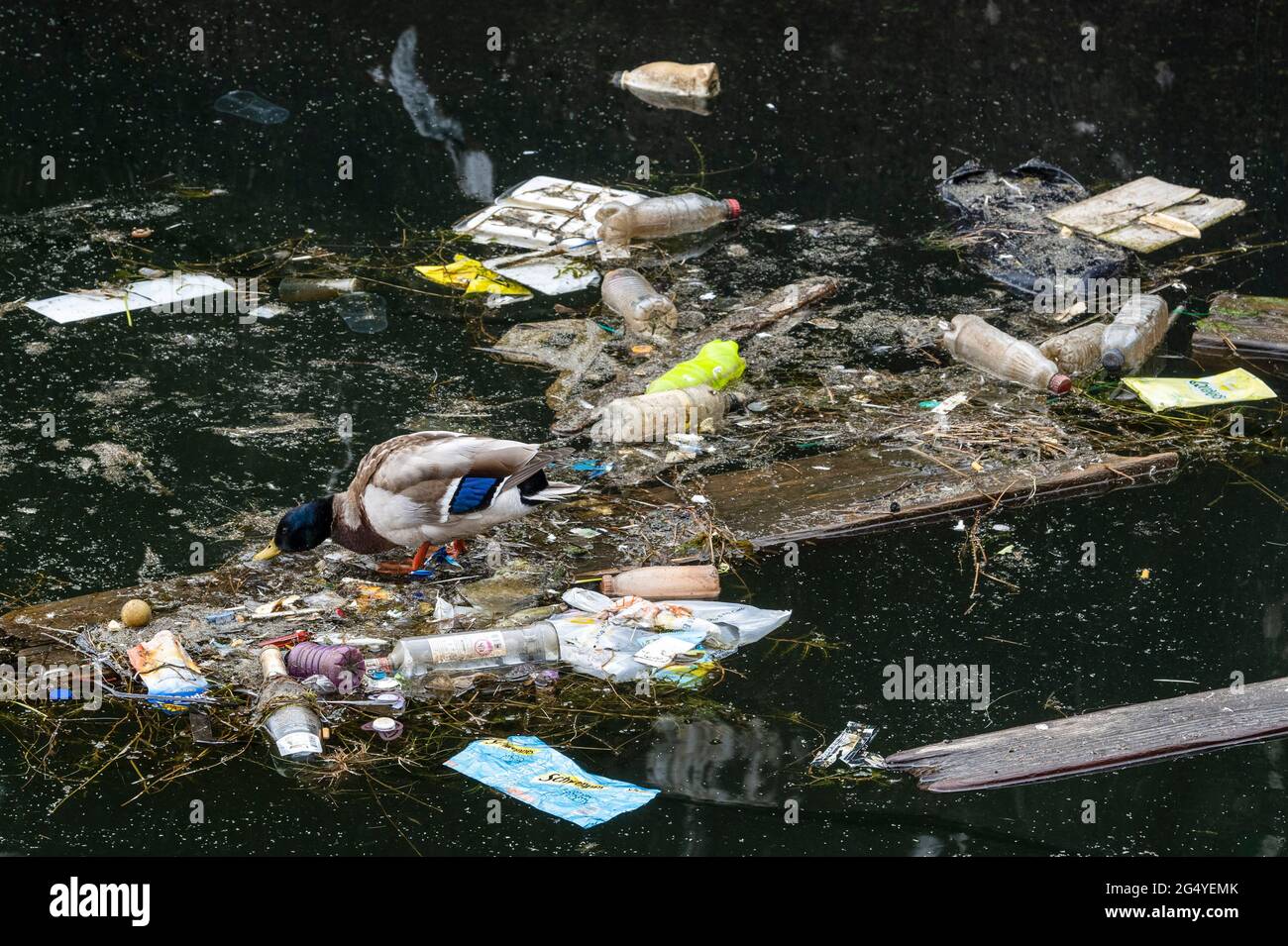 A bird surrounded by litter floating in the water in Cardiff Bay in ...