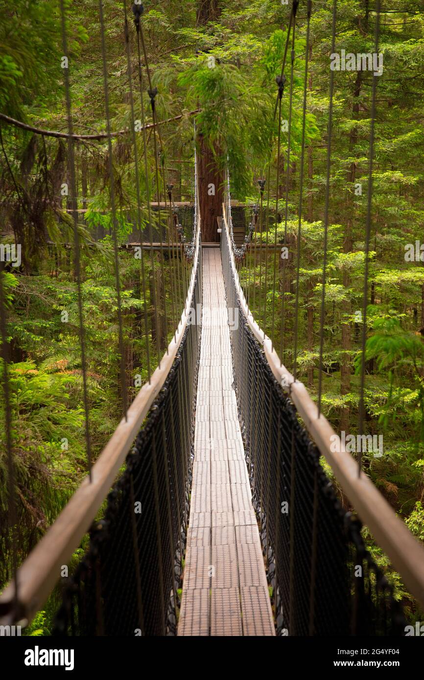 View of redwood tree top walks, in Redwoods Whakarewarewa Forest. Taken ...