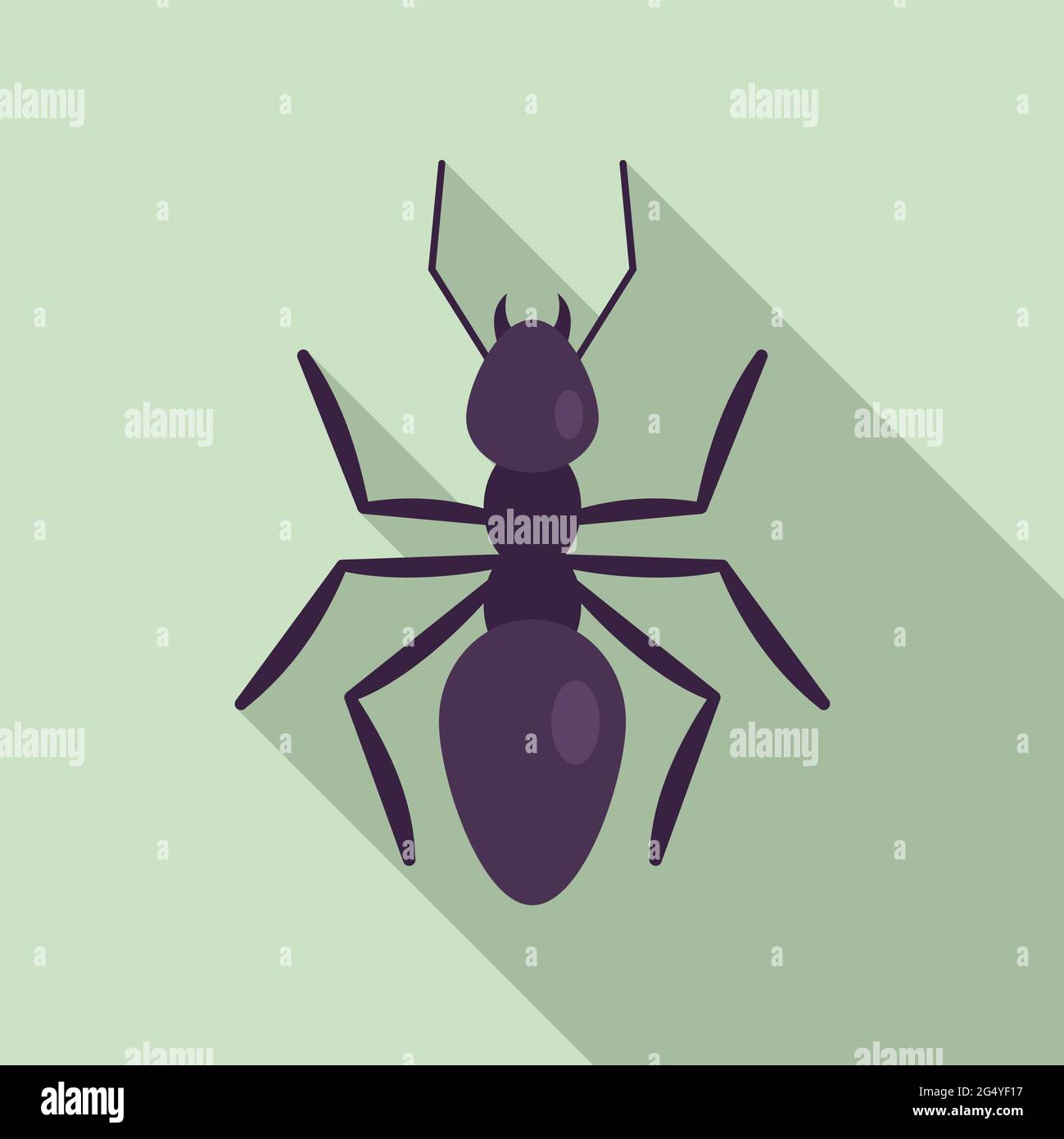 Flat head ant hi-res stock photography and images - Alamy