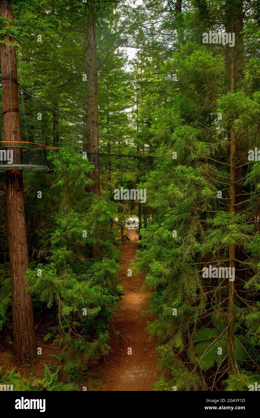 View of redwood tree top walks, in Redwoods Whakarewarewa Forest. Taken ...