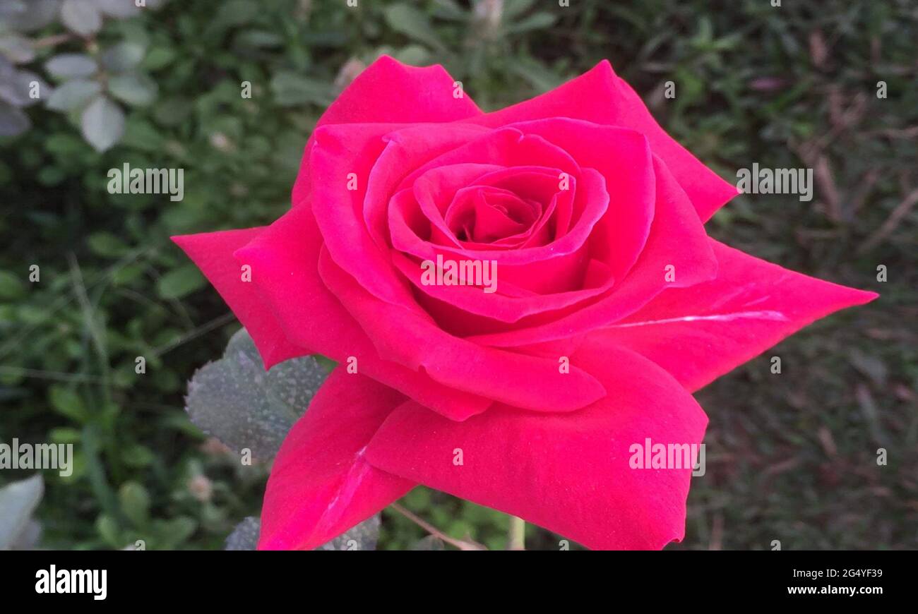 Bloem hi-res stock photography and images - Alamy